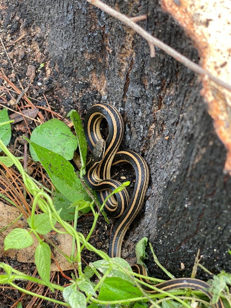 Pine-Oak Snake from Zapotlán el Grande, JAL, MX on July 31, 2020 at 08: ...