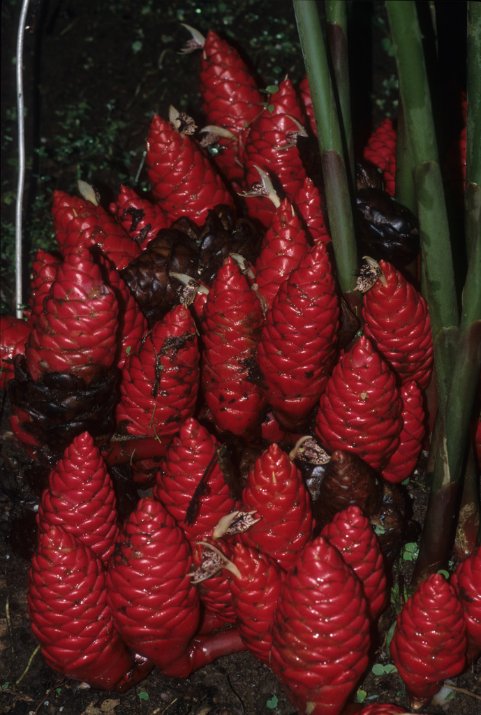 true gingers from Hilo Hawaii on May 14, 2017 at 12:04 AM by John ...