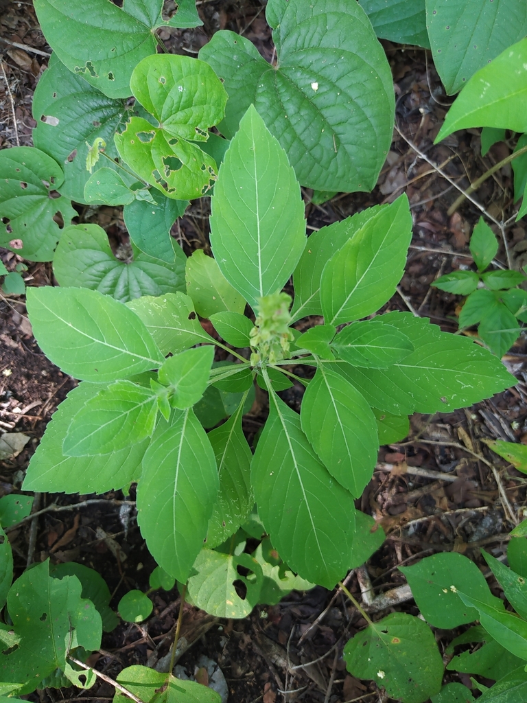 wild sweet basil from Suchiapa, Chis., México on July 29, 2020 at 09:40 ...