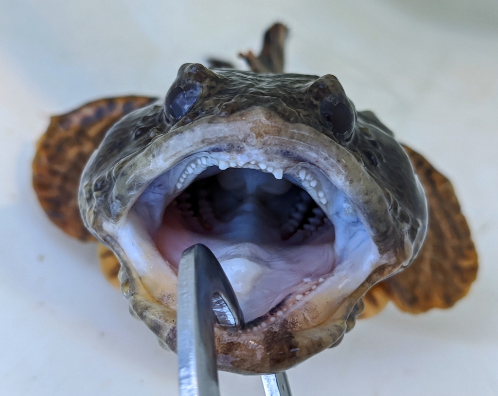 Oyster Toadfish from Dam Neck, Virginia Beach, VA, USA on August 14 ...