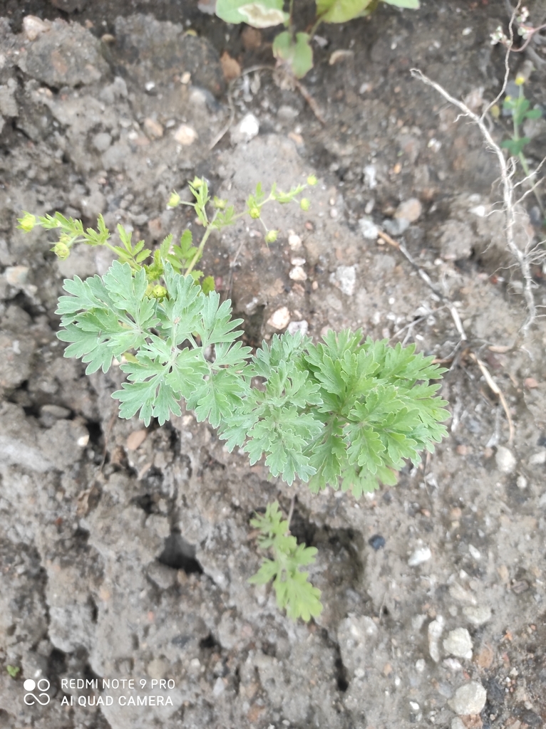 absinthe wormwood from Moscow, Russia, 119192 on August 14, 2020 at 01: ...