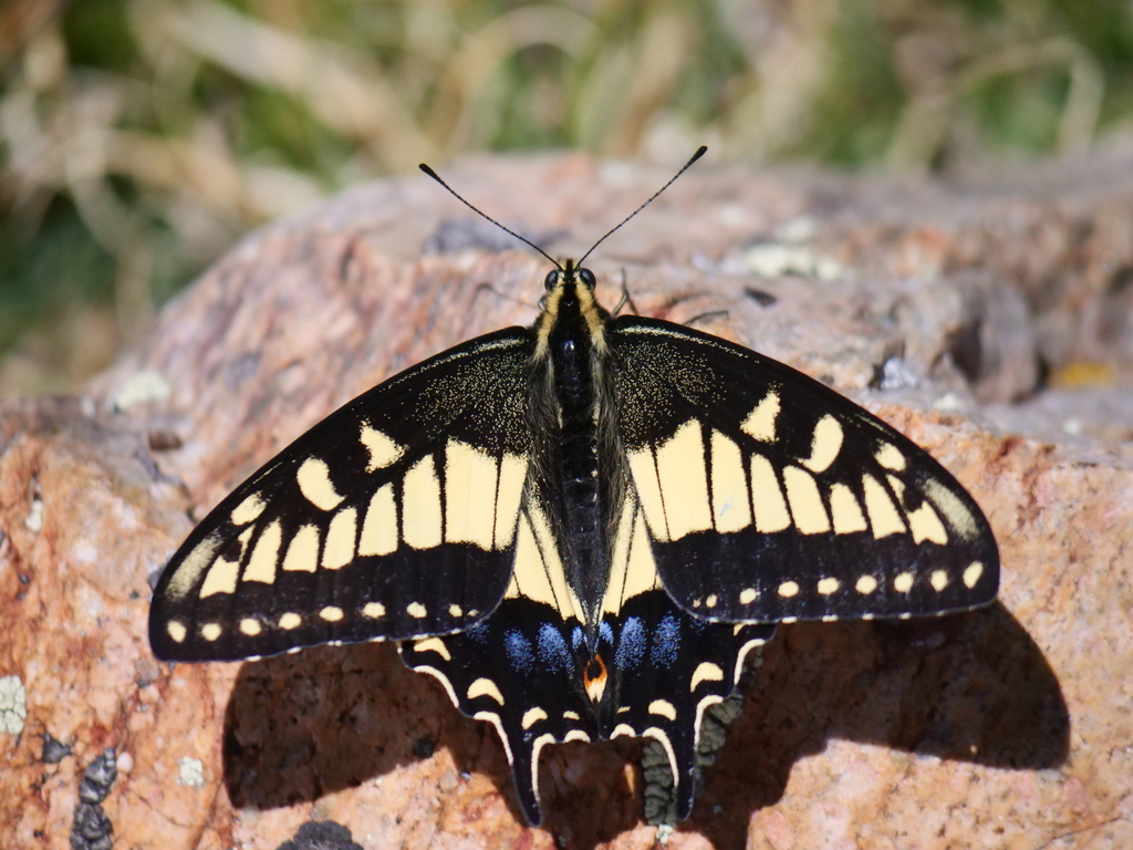 Anise Swallowtail from Taos County, NM, USA on August 13, 2020 at 12:20 ...