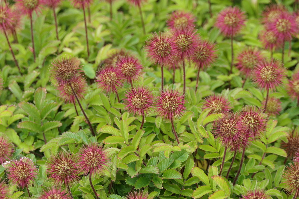 oval-leaved prickly-burr (Hummock Island Flora) · iNaturalist