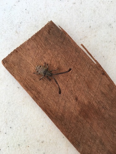 Genus Thyada · iNaturalist