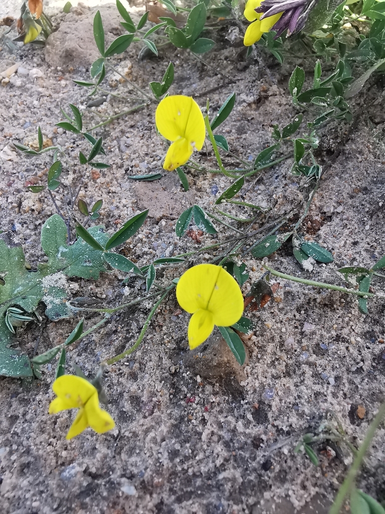 Sandveld Rattlepod from Olifantskop on August 14, 2020 at 01:44 PM by ...