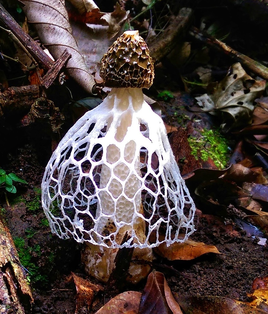 bridal veil stinkhorn from Bigi Poika, Suriname on August 27, 2014 at ...