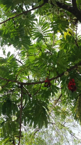 Variety Cojoba arborea arborea · iNaturalist