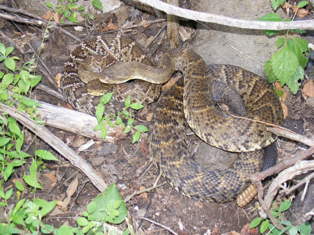 Basilisk Rattlesnake from Tancítaro, Mich., México on October 13, 2009 ...