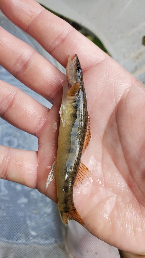 Sharpnose Darter from Guyandotte River, Wyoming, WV, US on July 15 ...