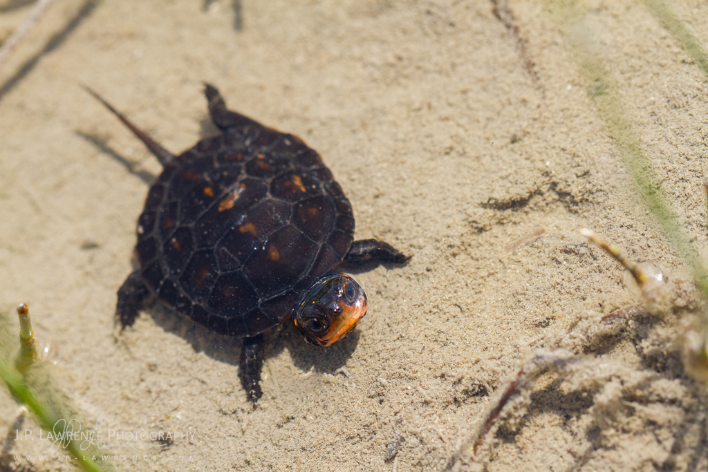 Spotted Turtle in May 2014 by J.P. Lawrence. Spotted Turtle (Clemmys ...