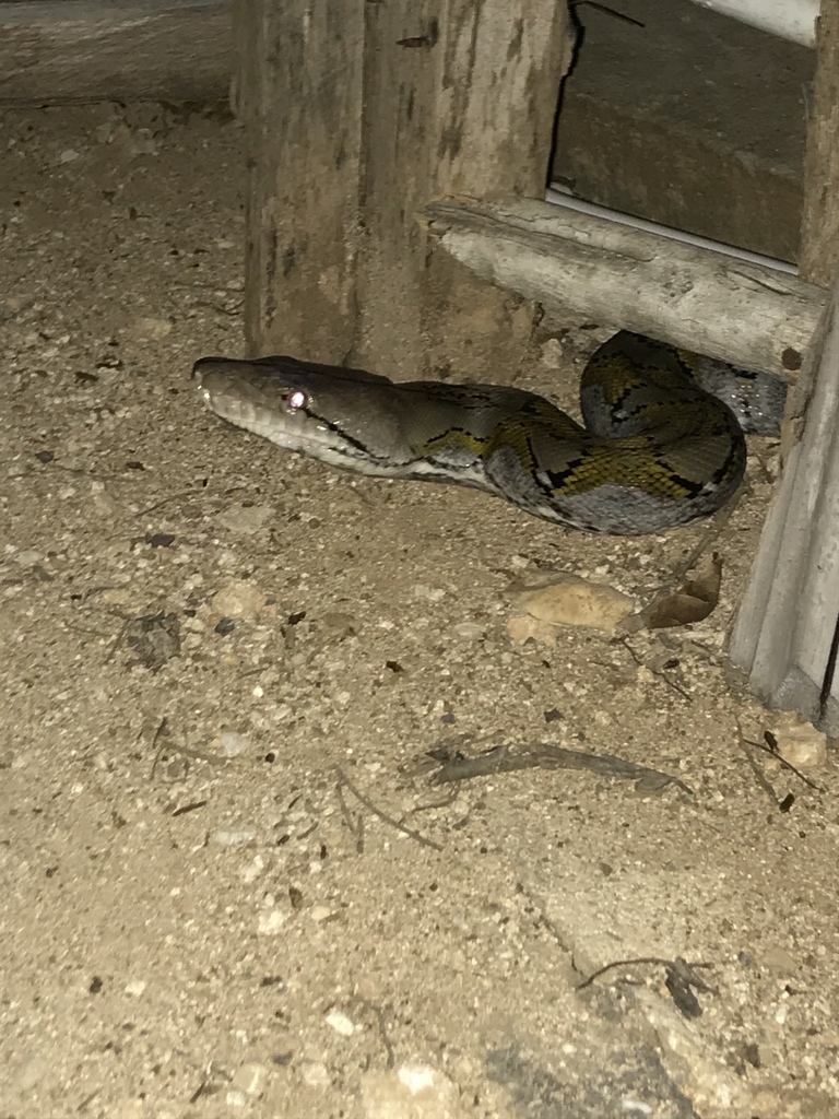 Reticulated Python from Timor Sea, East Nusa Tenggara, ID on August 15 ...