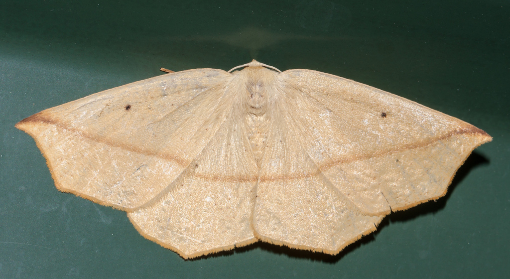 Yellow Slant-line from Muhlenberg County, KY, USA on July 11, 2017 at ...