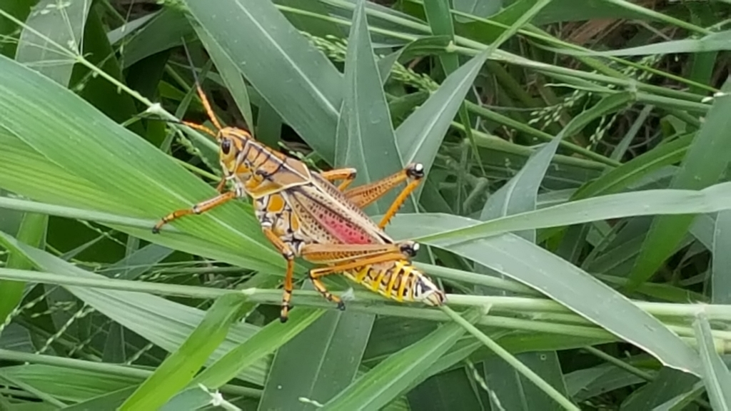 Eastern Lubber Grasshopper from Lost Bridge Lakeland, FL 33803 on July ...