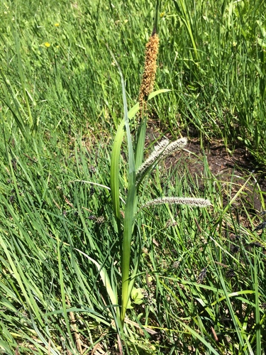 Observations by christina1980 · iNaturalist