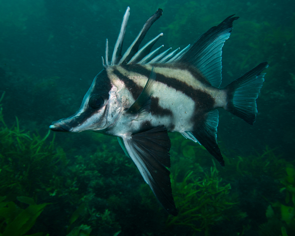 Longsnout Boarfish from 30 Ocean Rd, Point Lonsdale VIC 3225, Australia ...