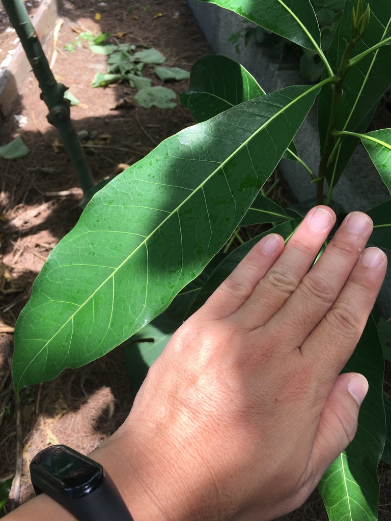dicots from 安南區, TW on August 15, 2020 at 11:24 AM by jayho · iNaturalist