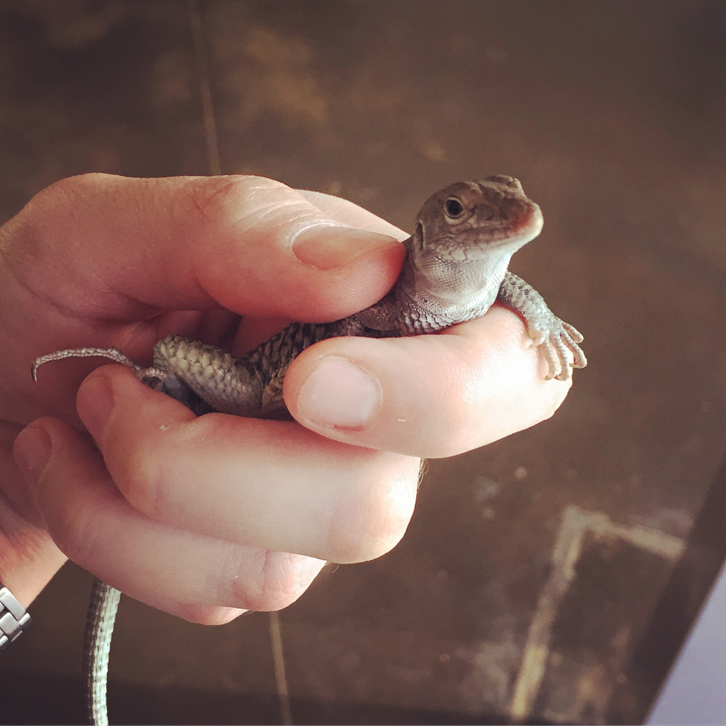 Marbled Whiptail from Ciudad Juárez, Chihuahua, Mexico on June 17, 2017 ...