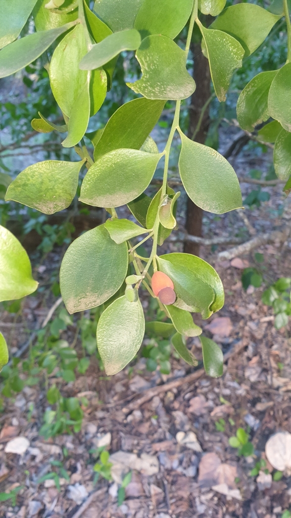 Broad Leaved Native Cherry from Fingal Head NSW 2487, Australia on ...