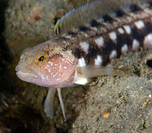 Ronquils (Family Bathymasteridae) · iNaturalist