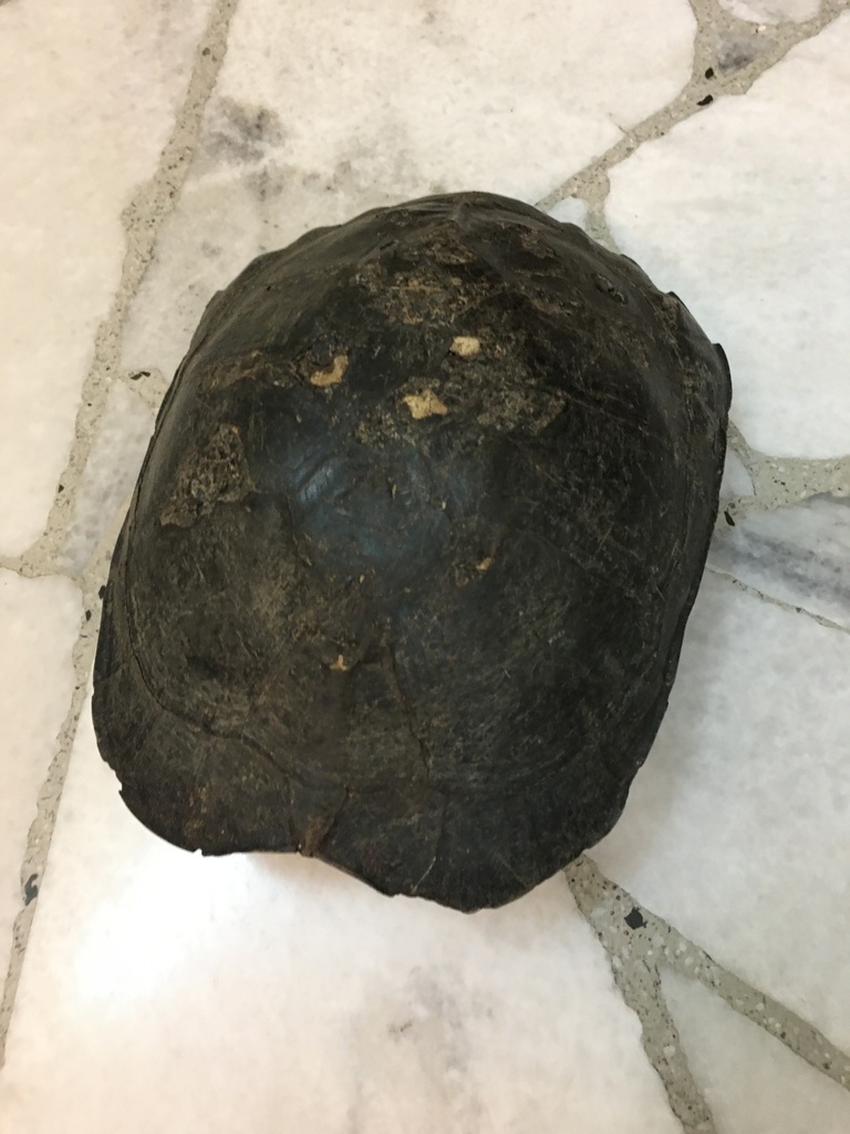 Black Marsh Turtle in August 2020 by Zi Hao · iNaturalist
