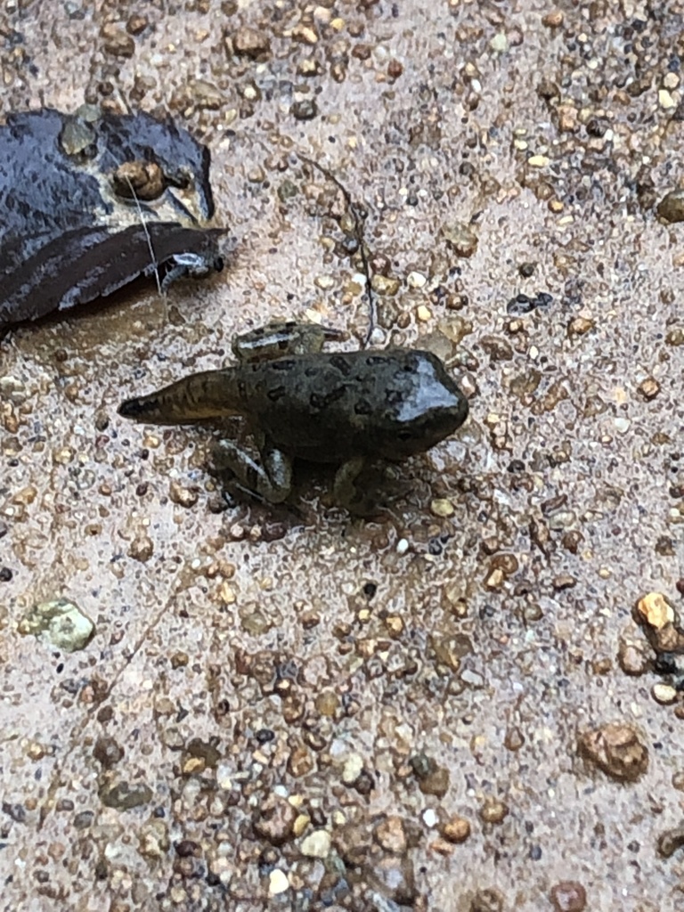 North American Toads from Wild Goose Cir, Durham, NC, US on August 16 ...