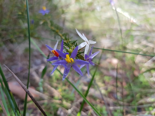 blue tinsel lily (Calectasia narragara) · iNaturalist United Kingdom