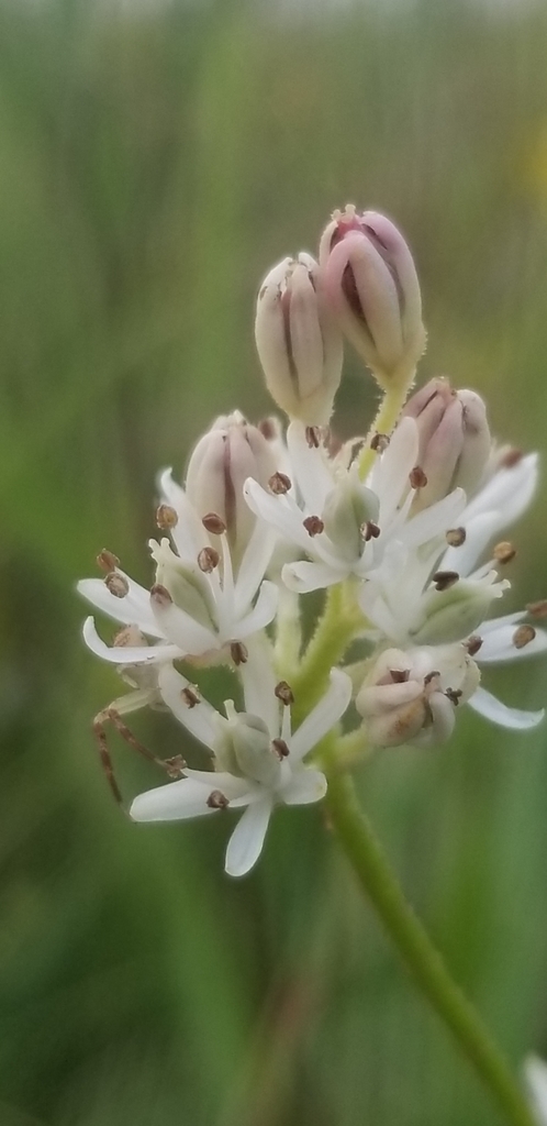 Sticky False Asphodel from Springfield Township, IN, USA on August 15 ...