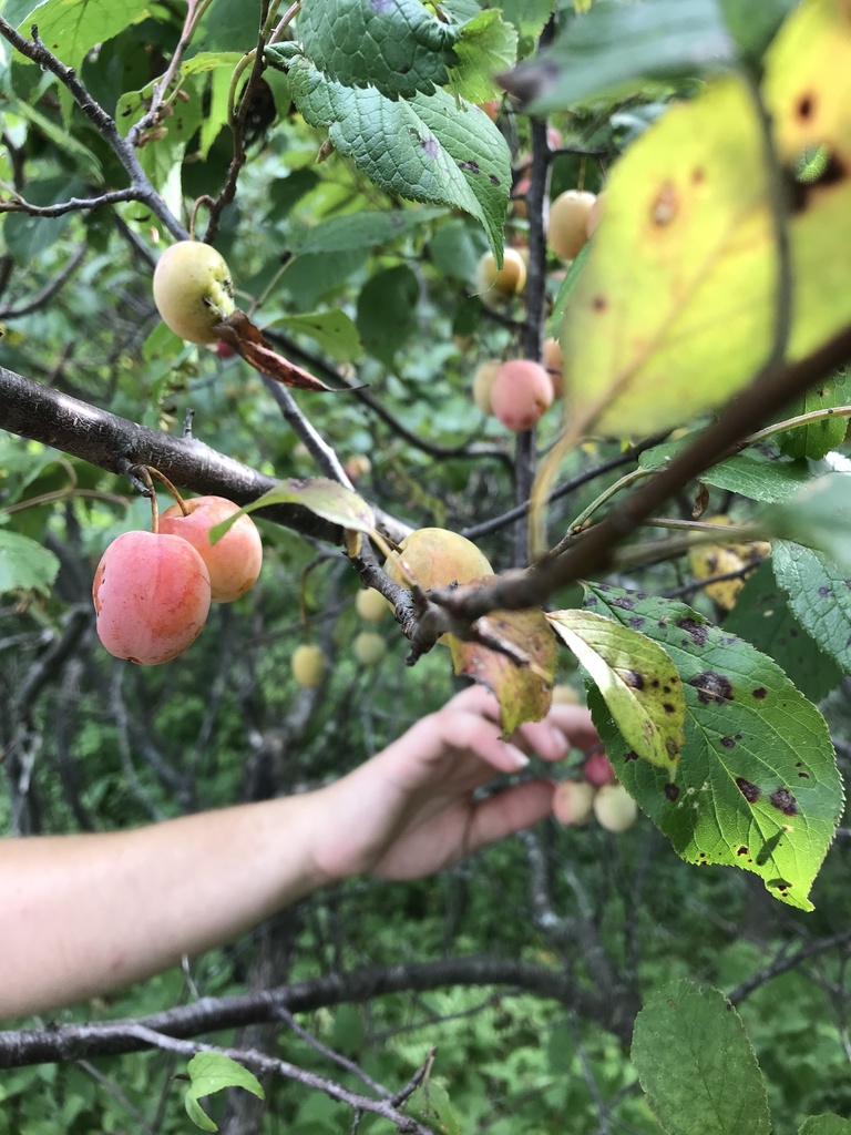 American plum from Afton State Park, Hastings, MN, US on August 12 ...