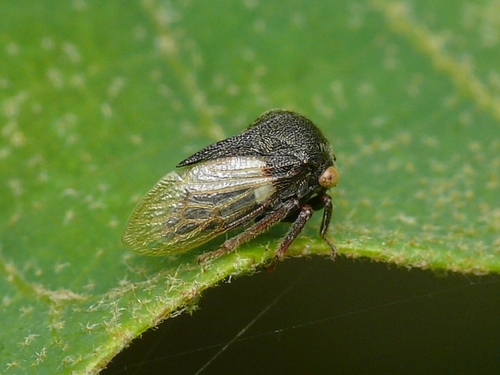 Genus Gargara · iNaturalist