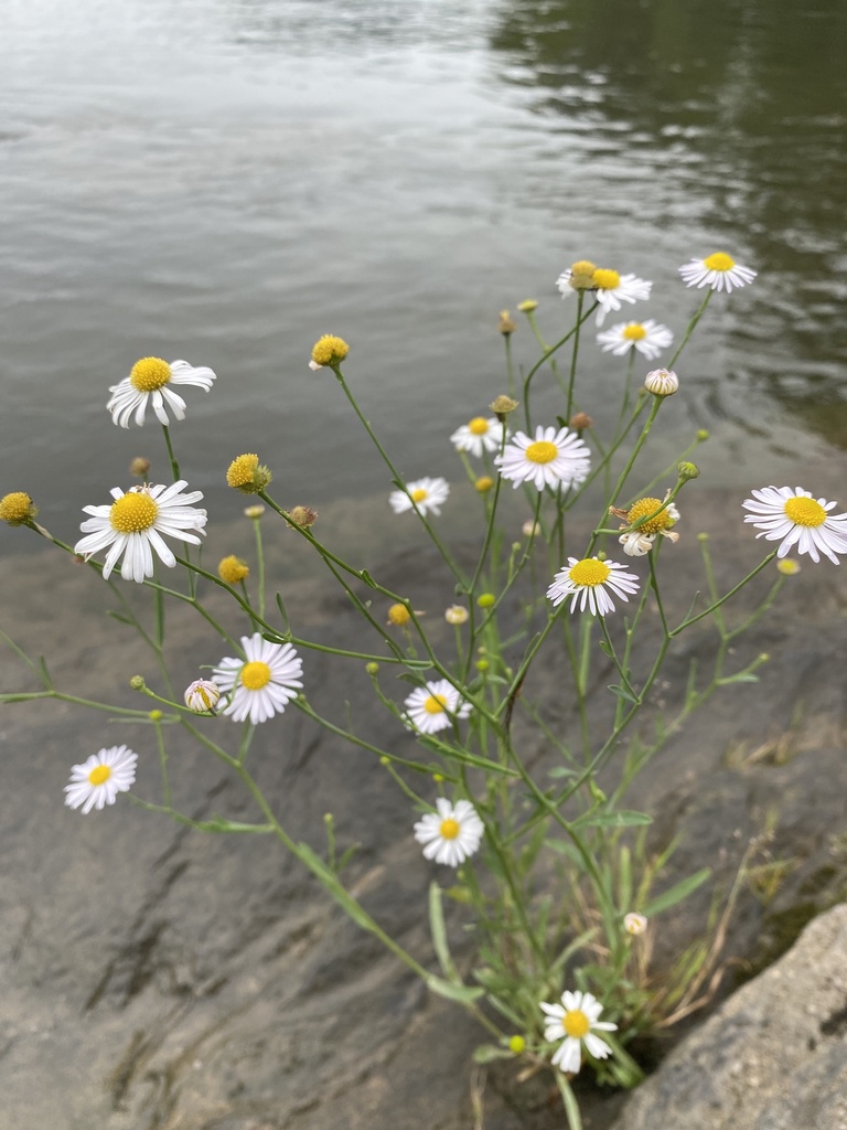 false aster from Lower Bear Island, Holtwood, PA, US on August 15, 2020 ...