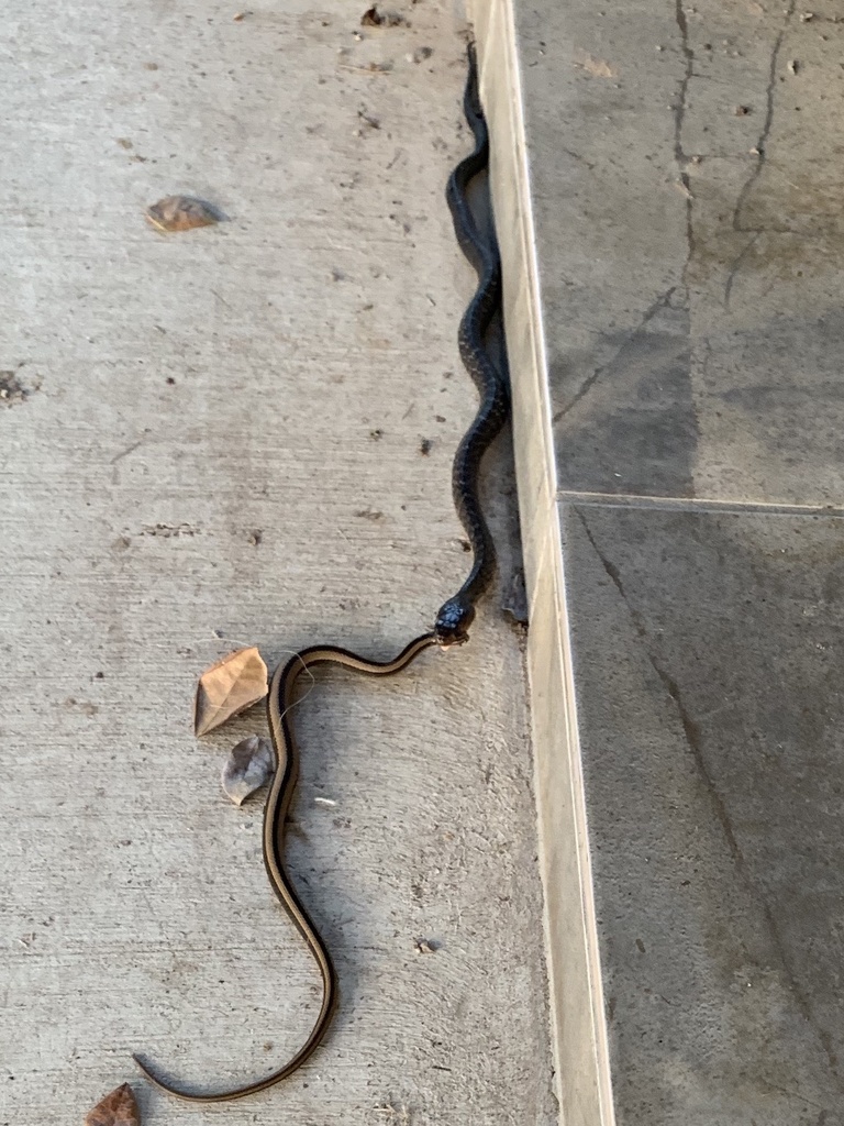 Texas Indigo Snake in August 2020 by Cora Piña · iNaturalist