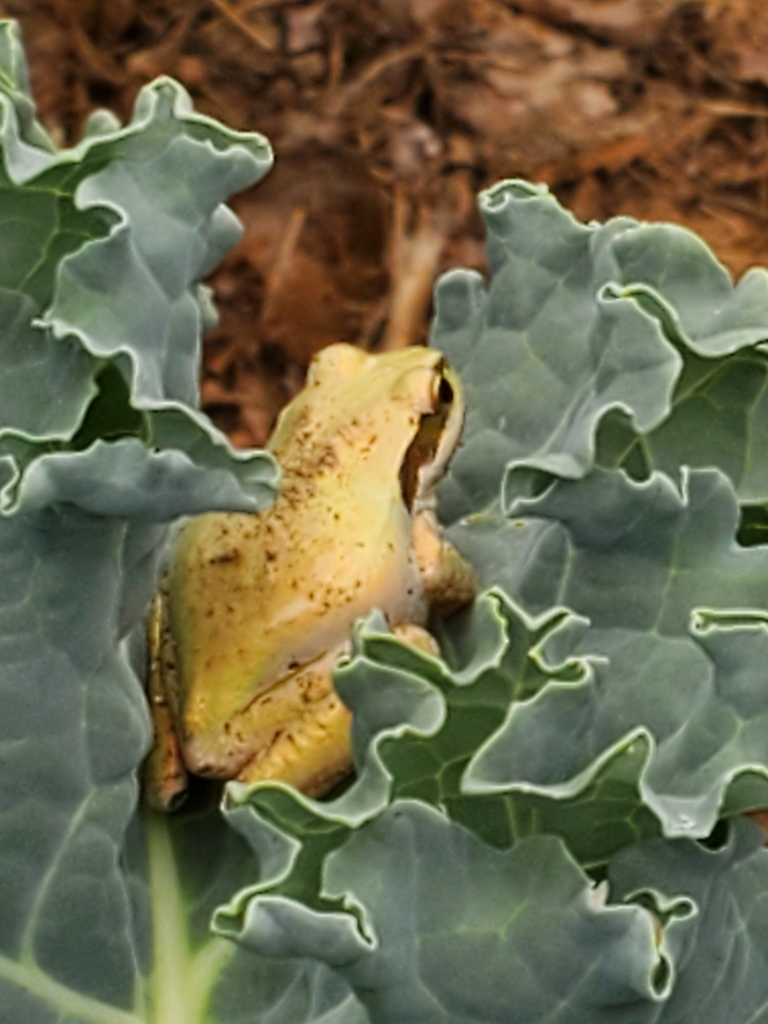 Sierran Tree Frog from Burney on August 16, 2020 at 12:05 PM by mquin ...