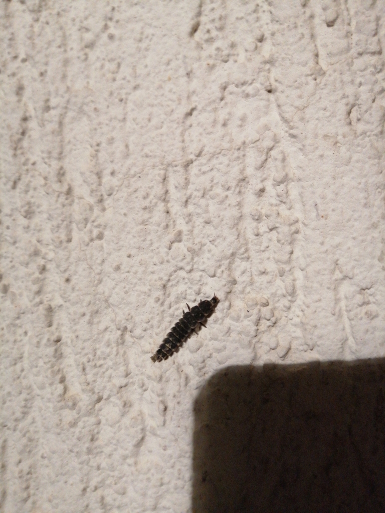 Fireflies from 66041 Atessa CH, Italia on August 17, 2020 at 12:18 AM ...