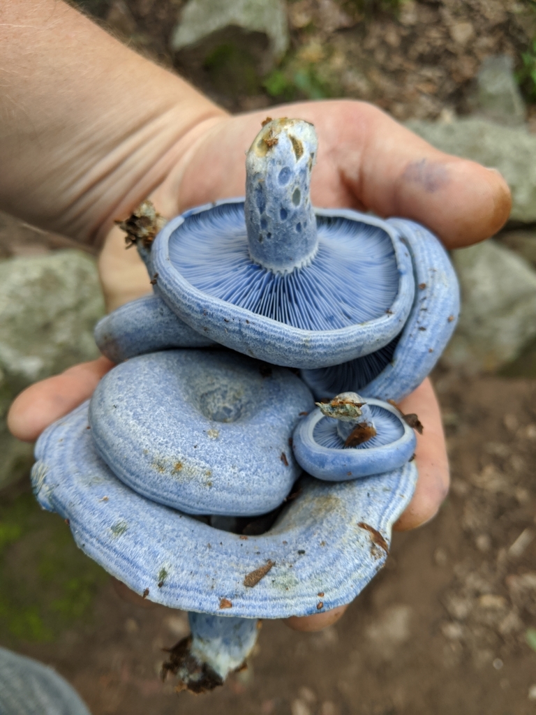 Hongo azul desde Aculco Municipality, State of Mexico, Mexico el 16 de ...