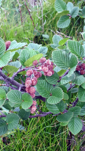 Mountain Alder (Subspecies Alnus viridis crispa) · iNaturalist