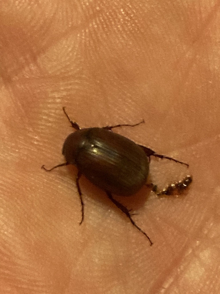 Asiatic Garden Beetle from Fishers Island, Fishers Island, NY, US on ...