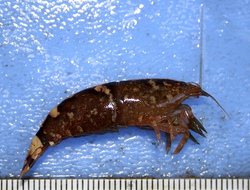 (Micratya)