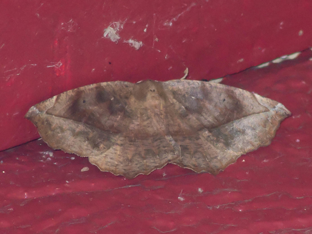Curved-toothed Geometer Moth from Allegany, Maryland, United States on ...