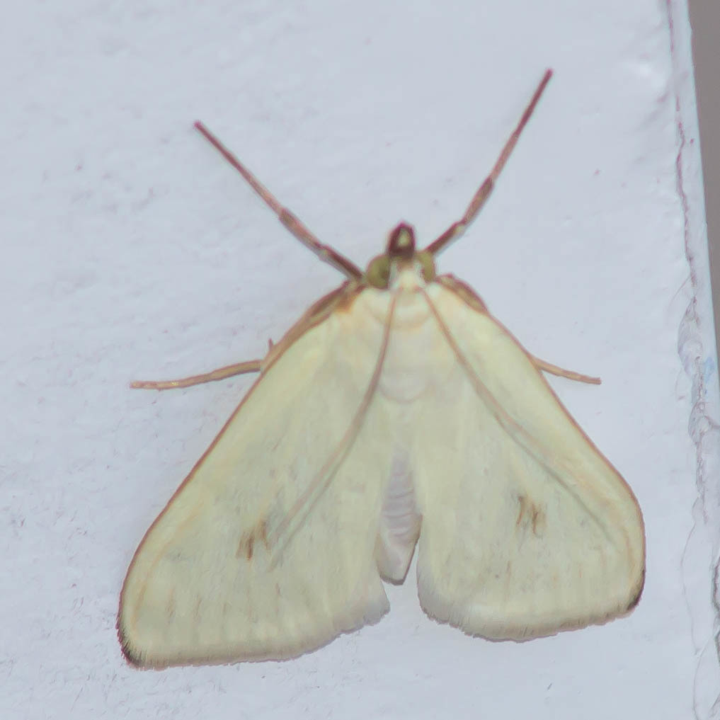 Carrot Seed Moth from Allegany, Maryland, United States on July 02 ...