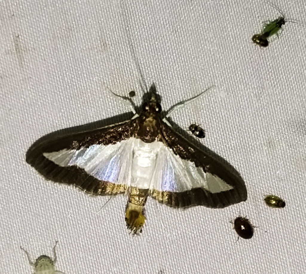 Cucumber Moth from Karimganj, Assam, India on August 13, 2020 by Comely ...