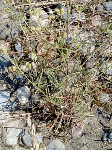 Plantago cynops · iNaturalist Chile