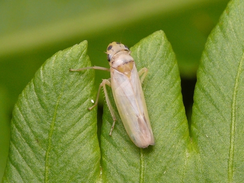 Genus Epiacanthus · iNaturalist