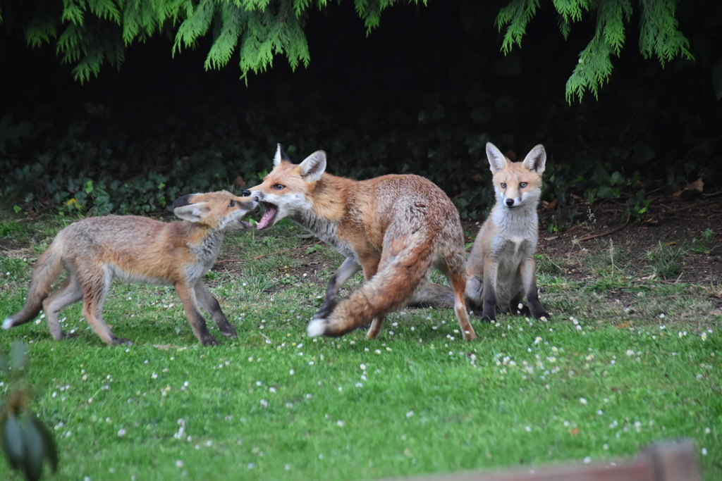 Red Fox in June 2020 by Georgina Jarman · iNaturalist