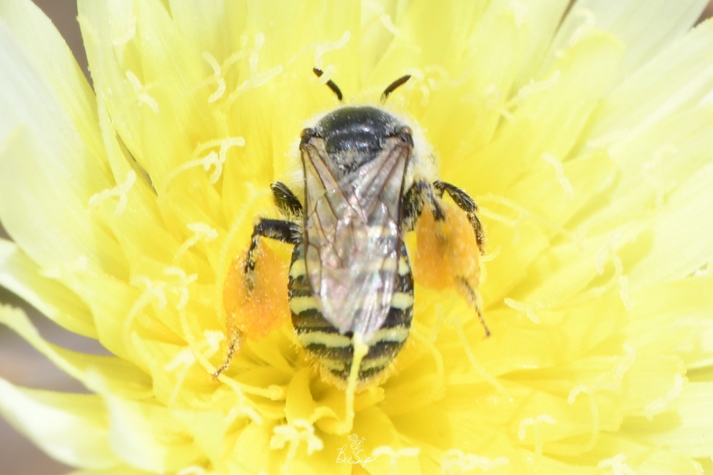 Calliopsis puellae from Red Rock Canyon State Park on May 31, 2020 at ...