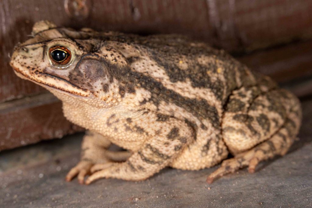 Gulf Coast Toad from Alamo, TX, USA on August 17, 2020 at 11:18 AM by ...