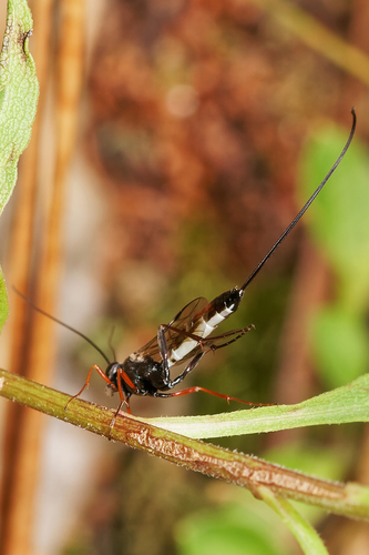 Lissonota cruentator · iNaturalist Mexico