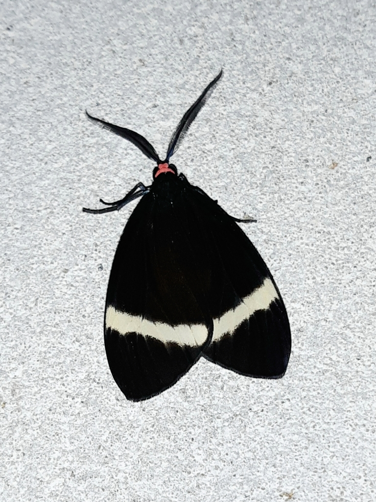 Pidorus glaucopis from Kamalpur, Assam 788737, India on August 17, 2020 ...