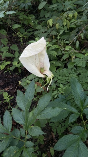 Amorphophallus putii · iNaturalist