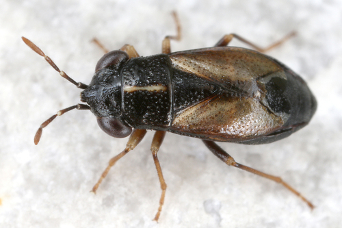 Geocoris ater · iNaturalist United Kingdom