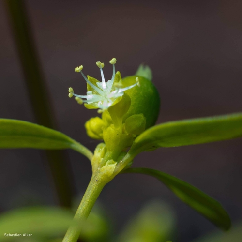 Monotaxis macrophylla · iNaturalist Mexico